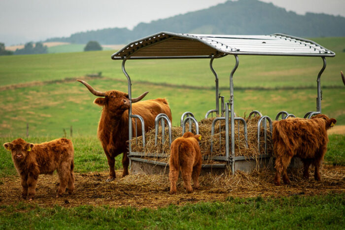 Hedwigshöhe: Heimat der Hochlandrinder in Ehrenberg, Hohnstein